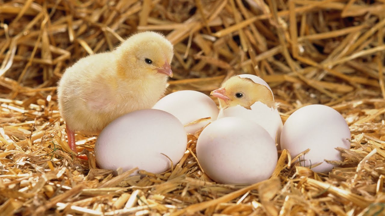 L’Œuf ou la Poule ? Le Pousse Un | ZionKabbalah.com – Nouvelle Torah